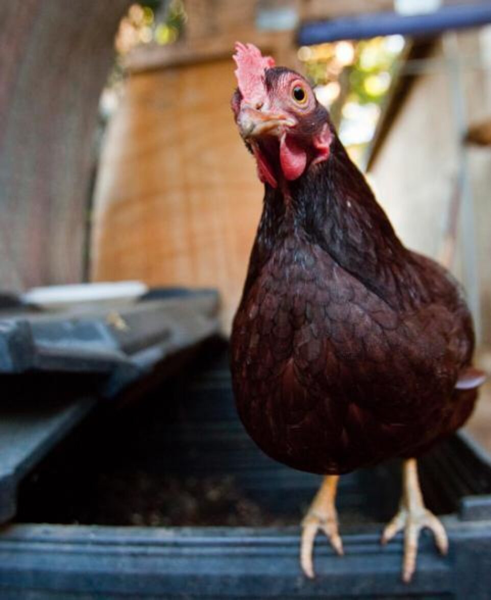 Pit Bull Is So Gentle With Her New Chicken Sister - The Dodo