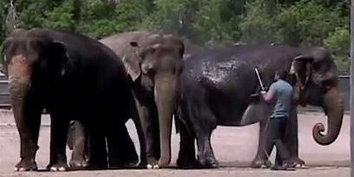Elderly Circus Elephant Is Hit And Cursed At When She Moves Too Slowly ...