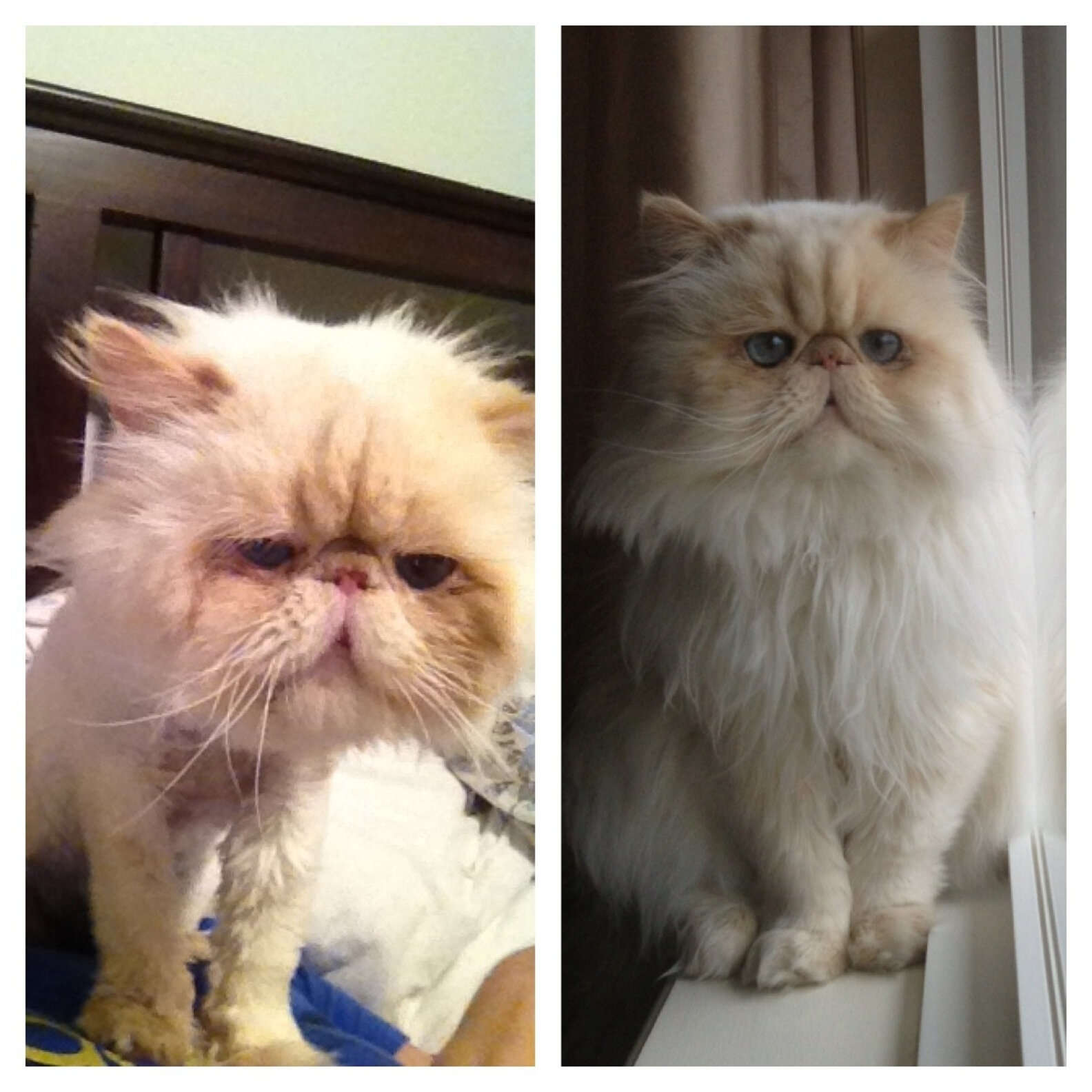 29 Before And After Photos Show What Love Does To Cats - The Dodo