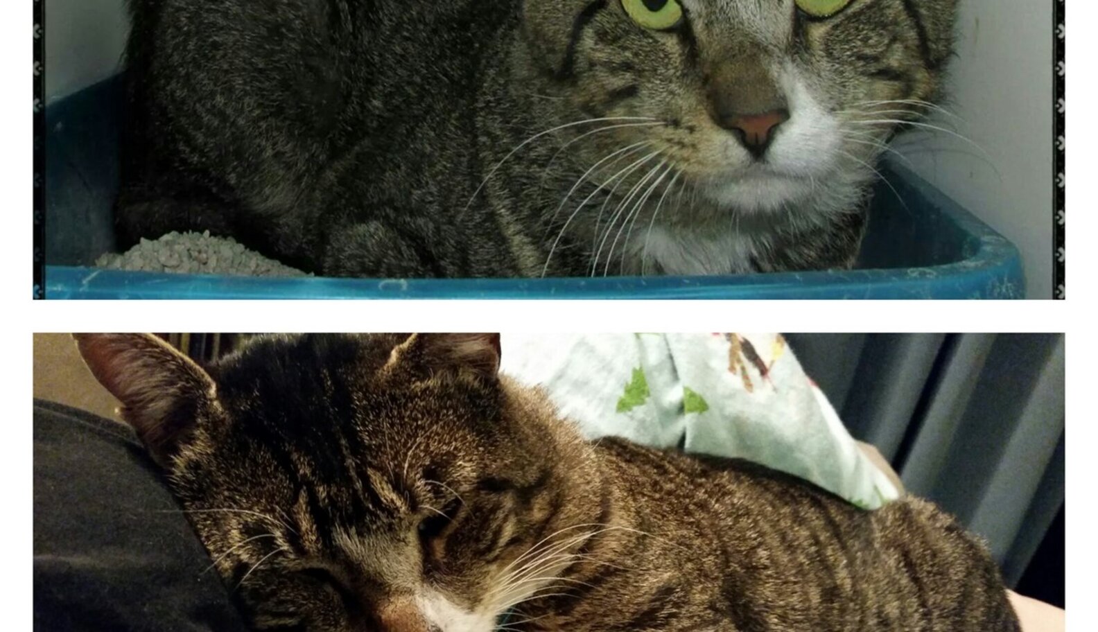 29 Before And After Photos Show What Love Does To Cats - The Dodo