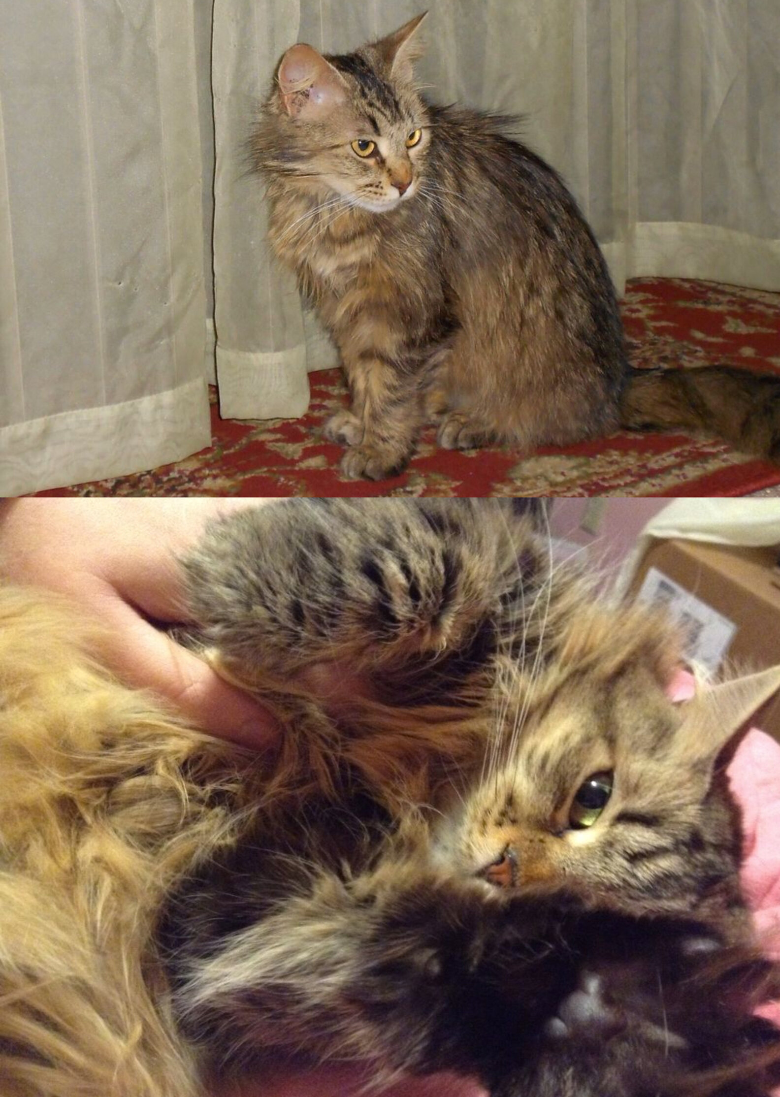 29 Before And After Photos Show What Love Does To Cats - The Dodo