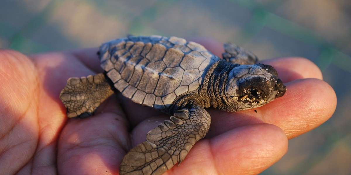 Mystery Of Baby Turtles’ “Lost Years” Finally Revealed - The Dodo