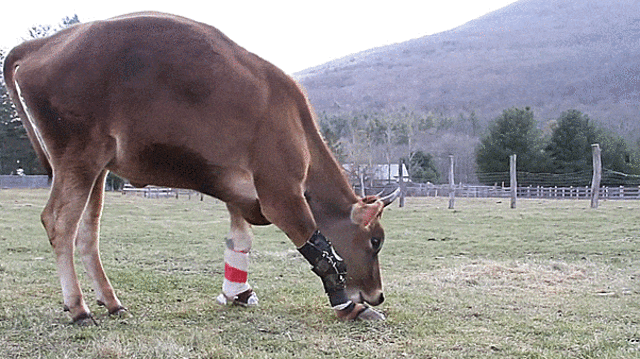 Little Cow Learns To Walk Again, Thanks To Snazzy, Lifesaving Boots ...