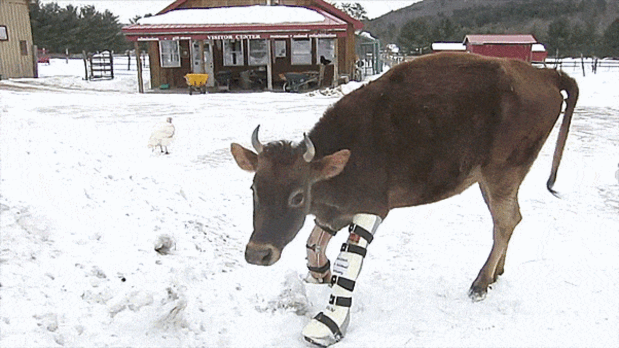 Little Cow Learns To Walk Again, Thanks To Snazzy, Lifesaving Boots ...