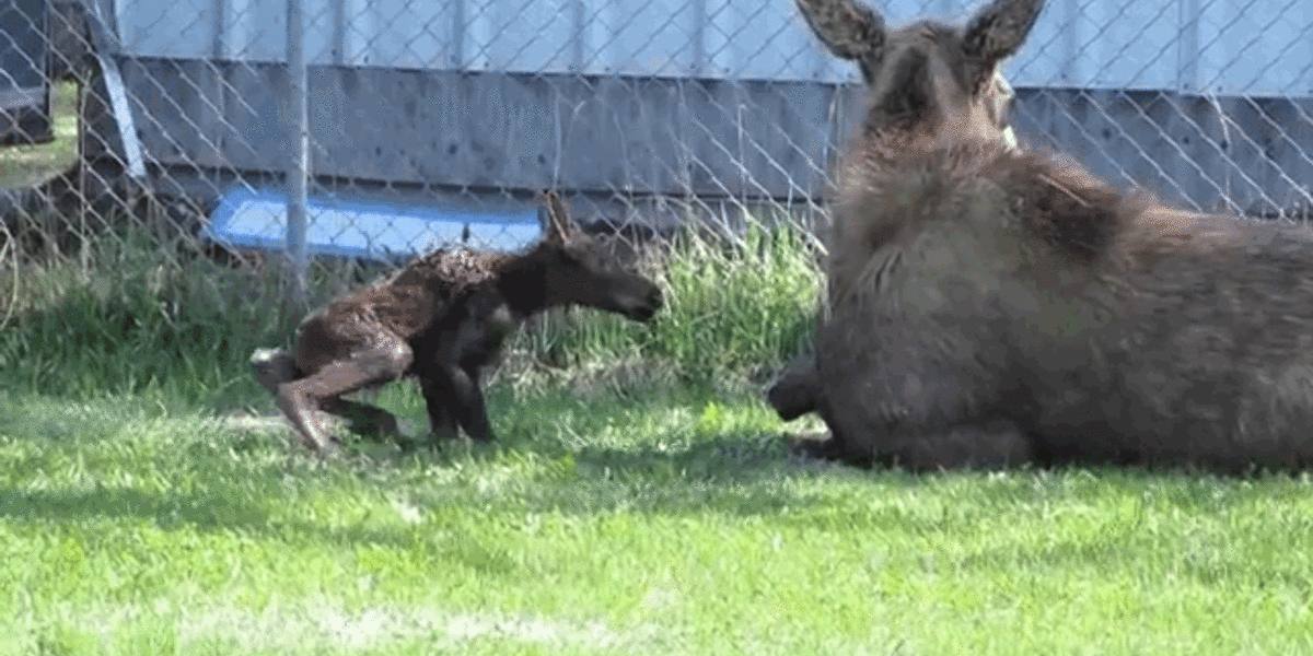Watch Baby Bullwinkle Take His First Wobbly Steps Just Minutes After ...