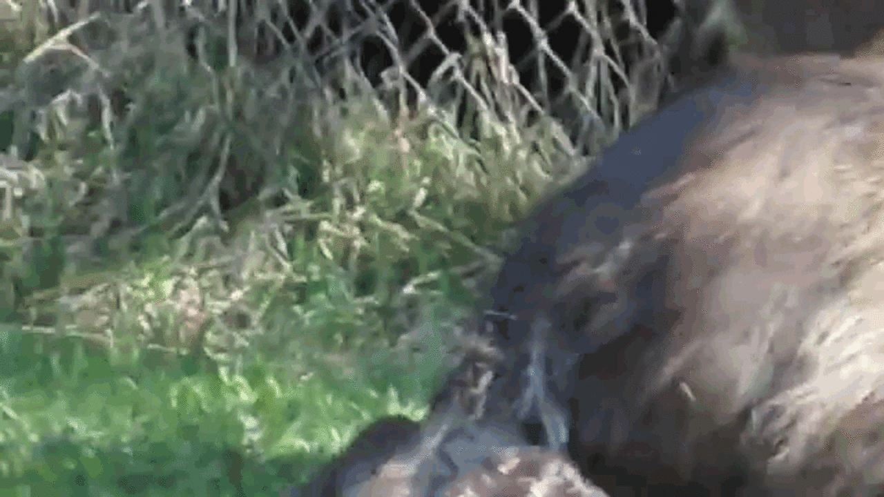 Watch Baby Bullwinkle Take His First Wobbly Steps Just Minutes After ...