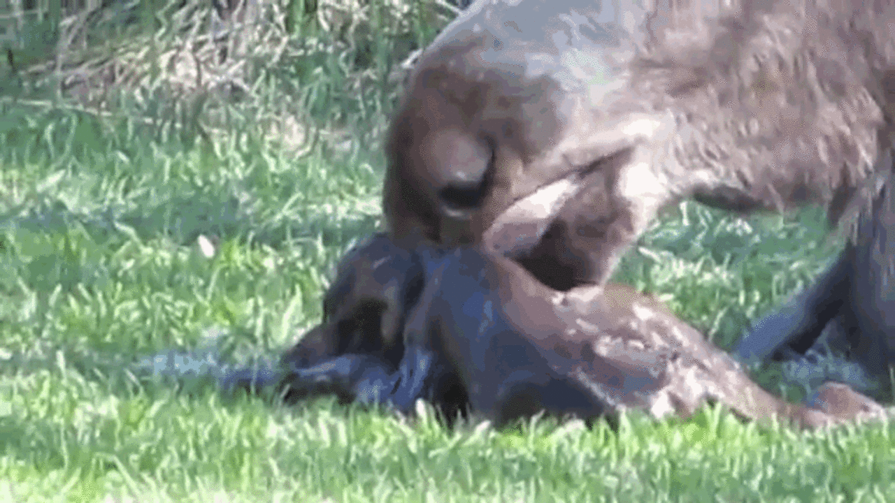 Watch Baby Bullwinkle Take His First Wobbly Steps Just Minutes After ...