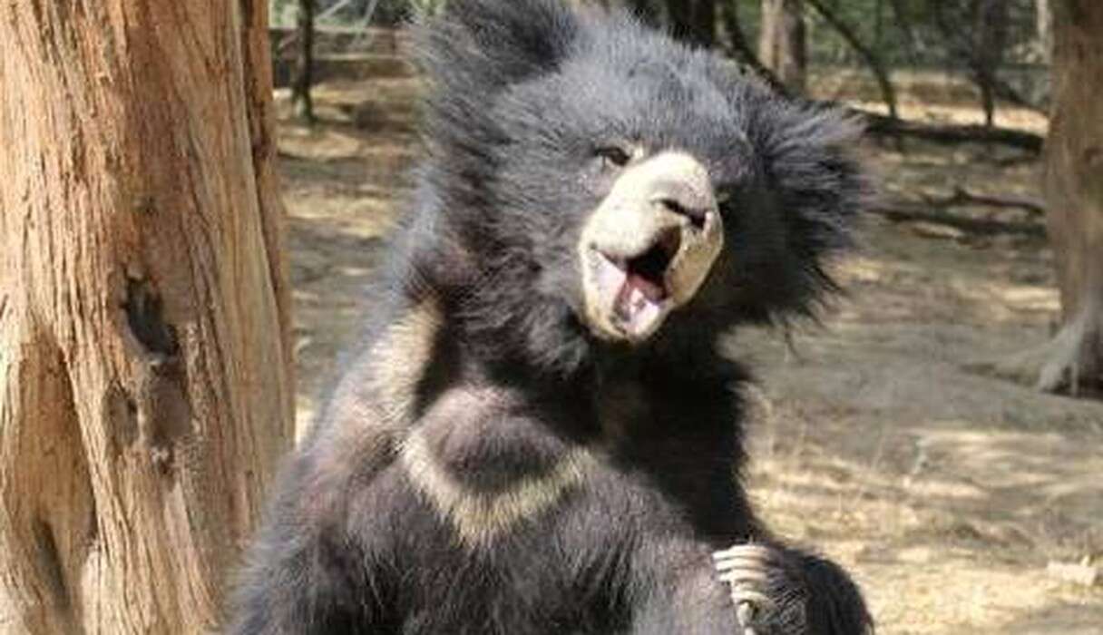 Dancing Sloth Bear
