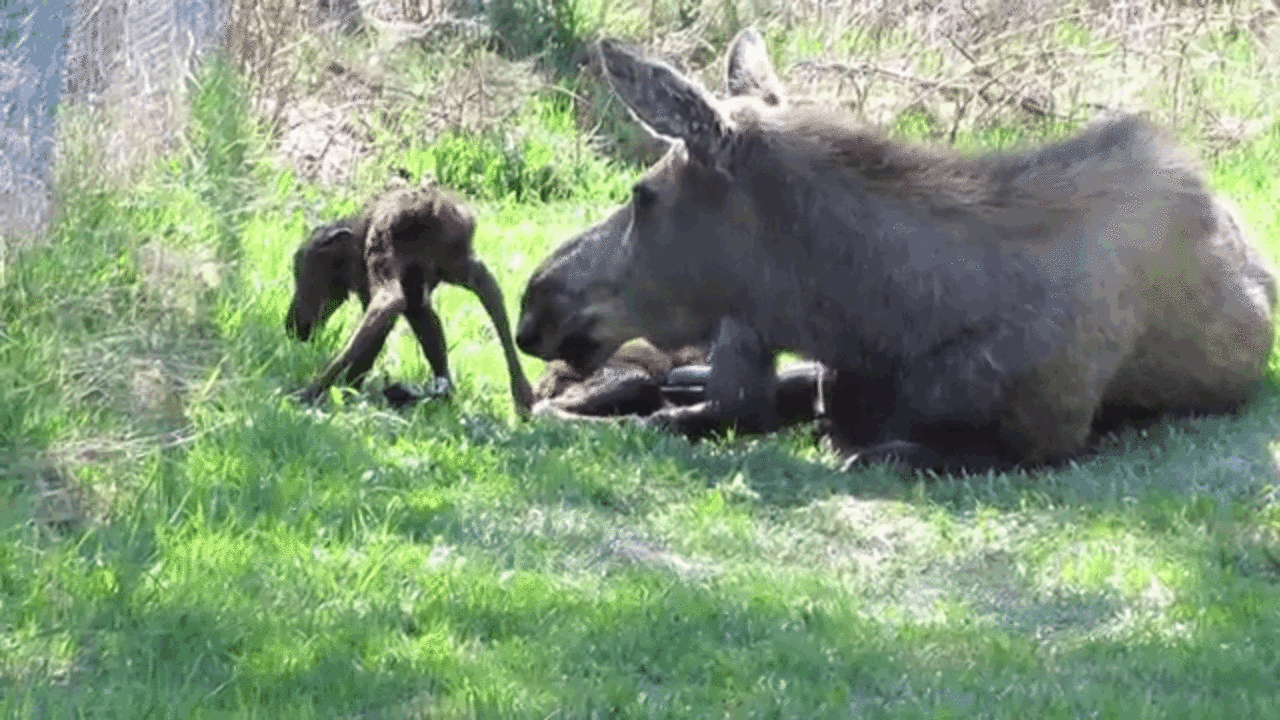 Watch Baby Bullwinkle Take His First Wobbly Steps Just Minutes After ...