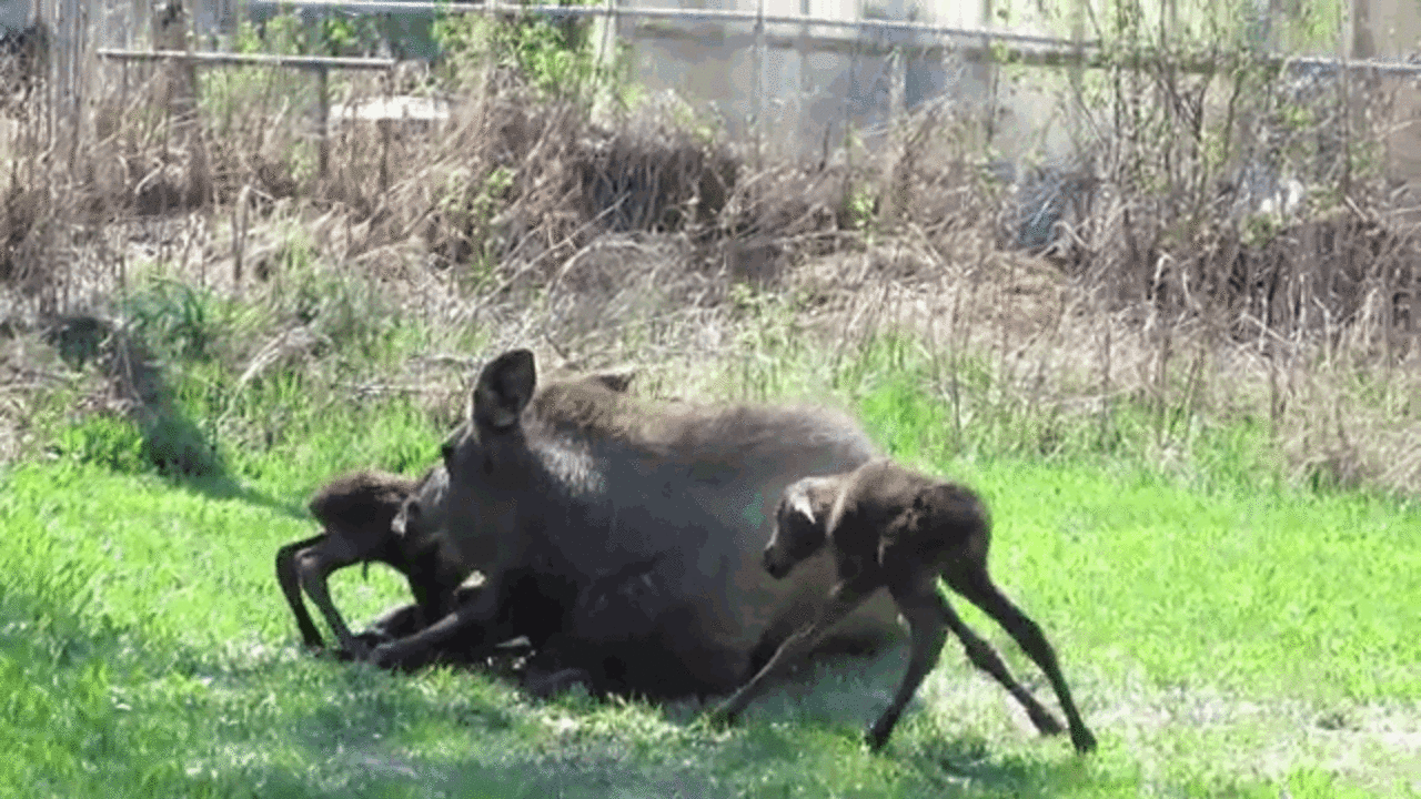 Watch Baby Bullwinkle Take His First Wobbly Steps Just Minutes After ...