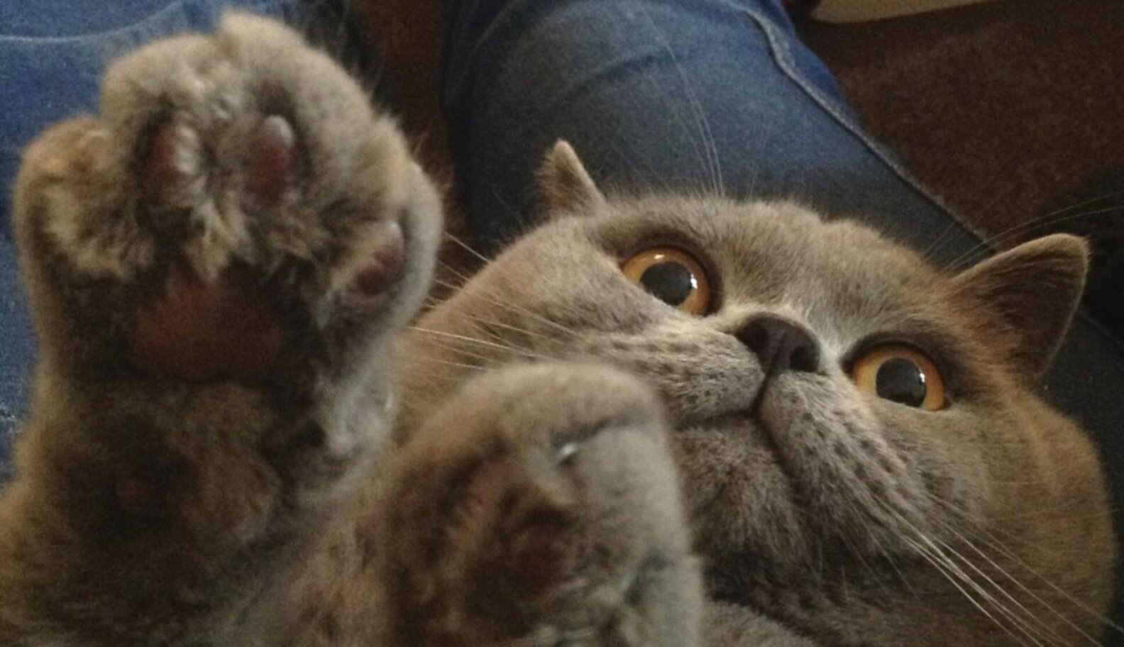 11 Exceptionally Squishy Paws - The Dodo