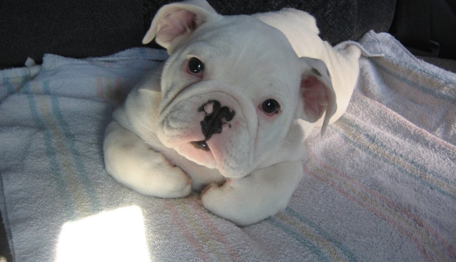 11 Exceptionally Squishy Paws - The Dodo