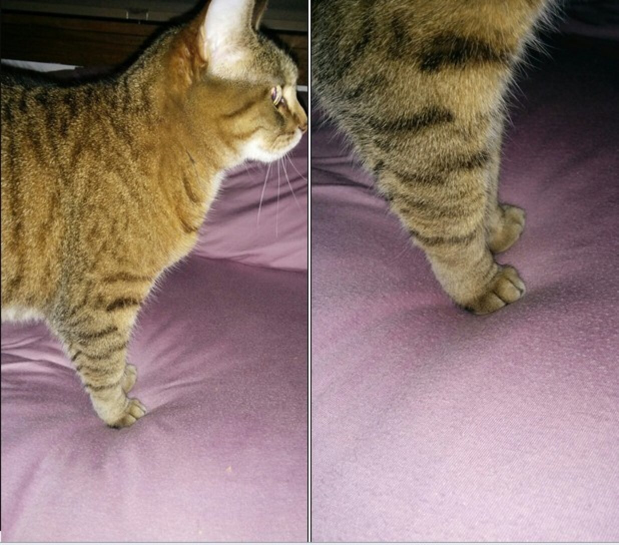 11 Exceptionally Squishy Paws - The Dodo