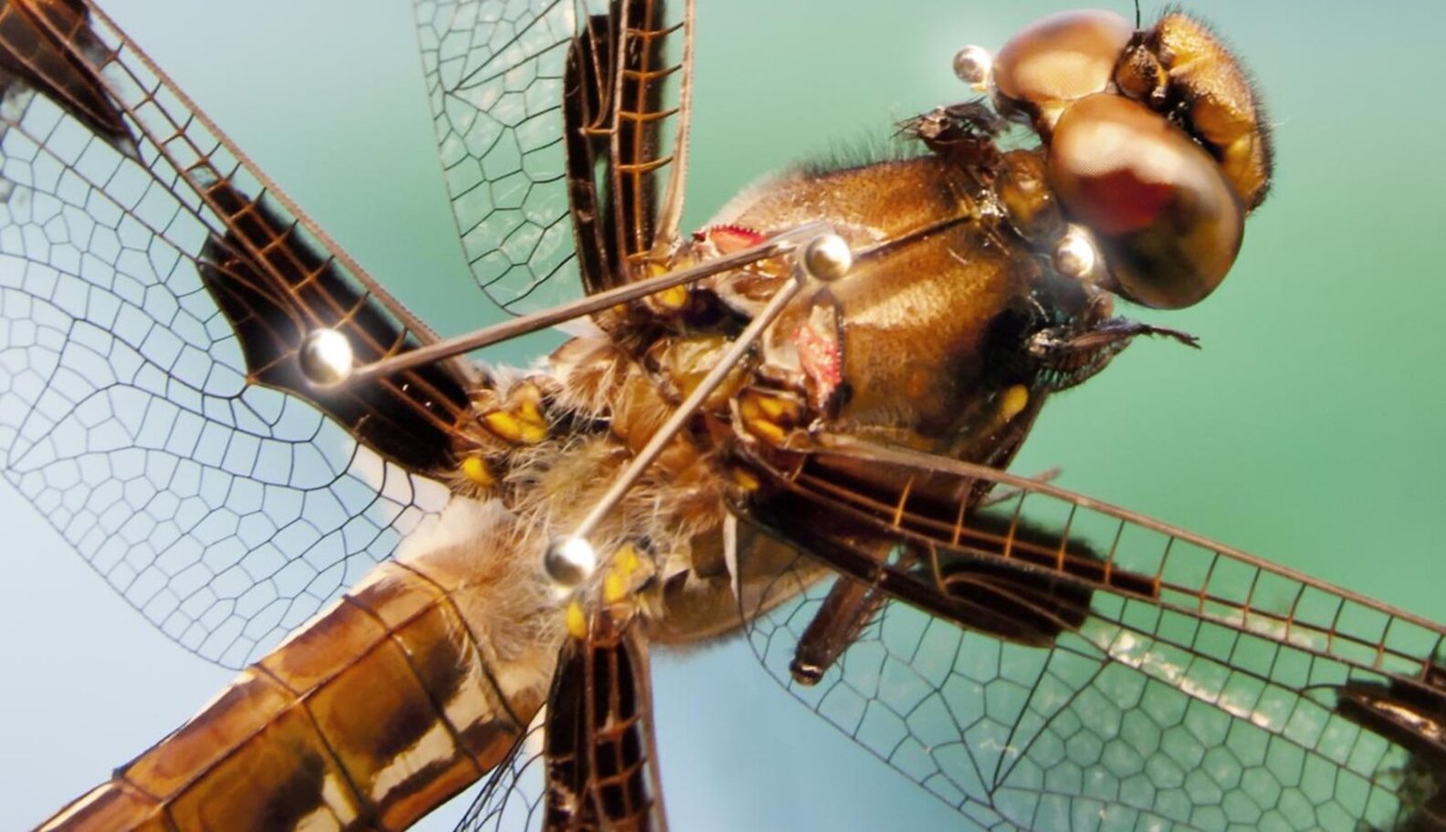 Dragonflies' Incredible Hunting Acrobatics Captured In Slow-Mo Footage ...