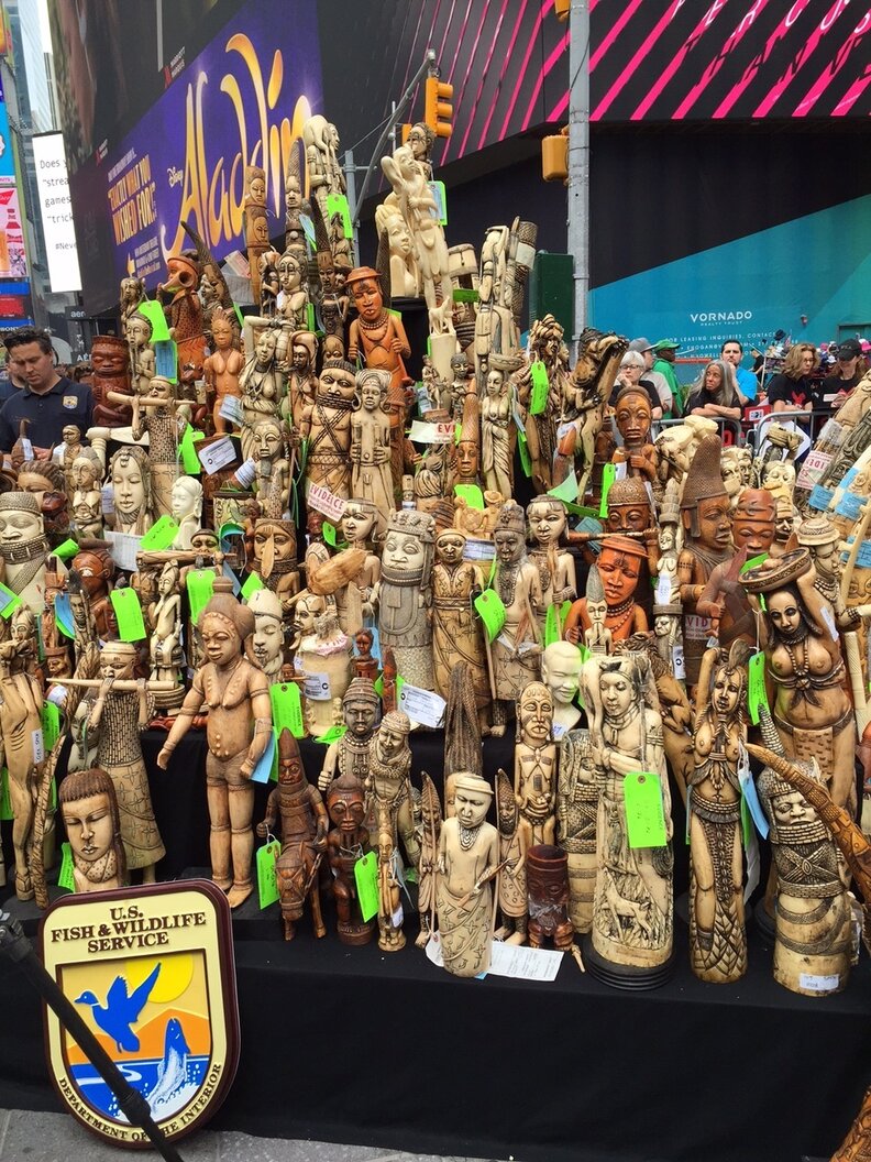 Here's Why Ivory Should Not Be Sold Anywhere - The Dodo