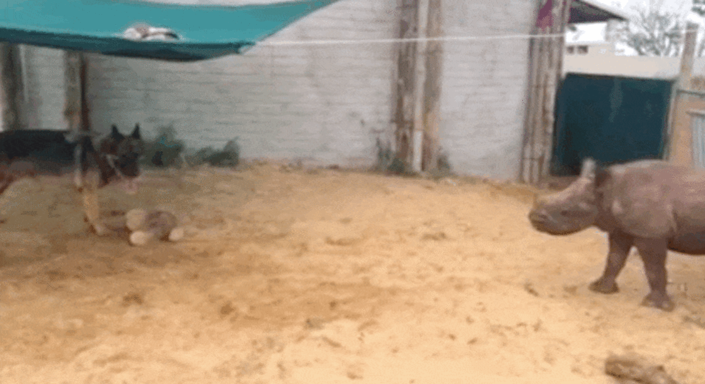 Dog Teaches His Orphaned Rhino The Sweetest Game - The Dodo