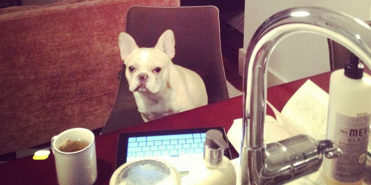 MISTER LOU(’S) RULES (4) FOURTEENTH STREET - The Dodo