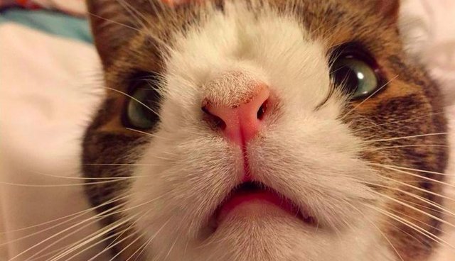 Quirky Cat May Look Different, But His Humans Know He's The Best - The Dodo