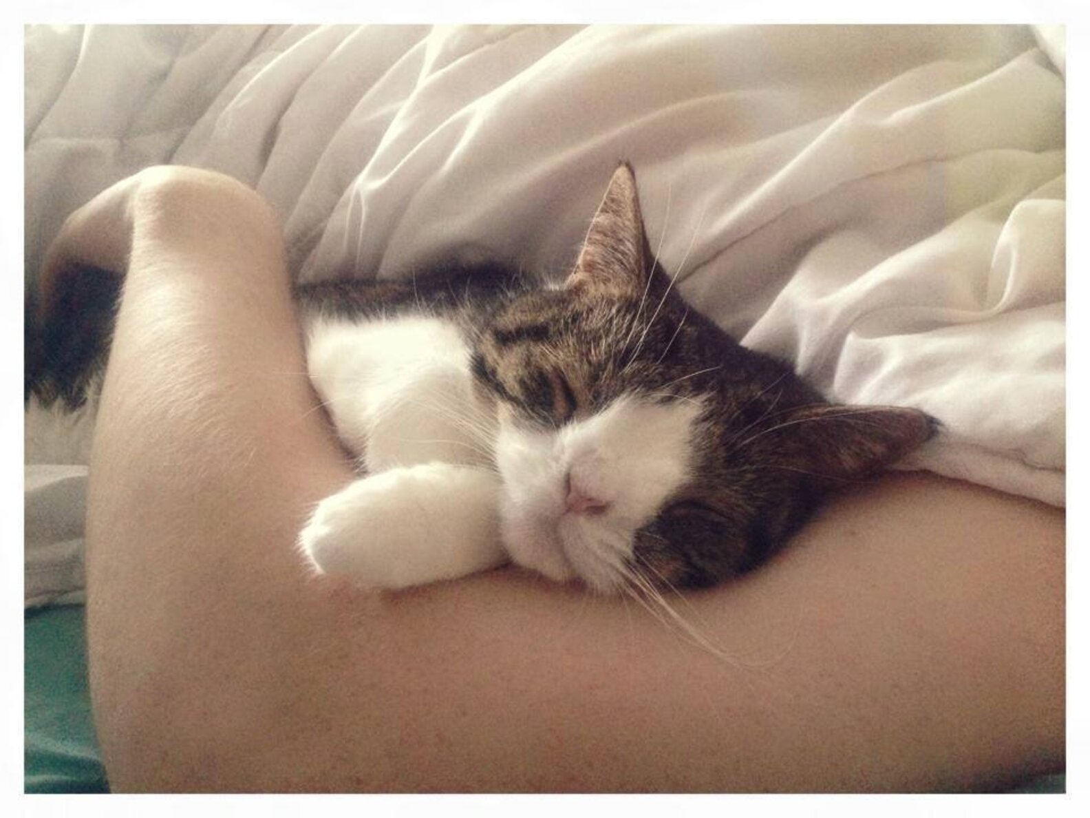 Quirky Cat May Look Different, But His Humans Know He's The Best - The Dodo