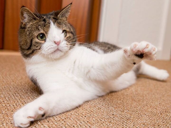 Quirky Cat May Look Different, But His Humans Know He's The Best - The Dodo