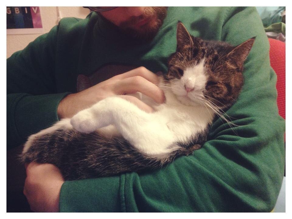 Quirky Cat May Look Different, But His Humans Know He's The Best - The Dodo