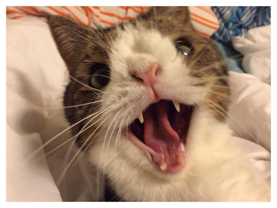 Quirky Cat May Look Different, But His Humans Know He's The Best - The Dodo