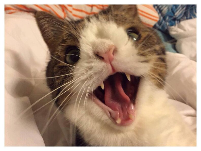 Quirky Cat May Look Different, But His Humans Know He's The Best - The Dodo