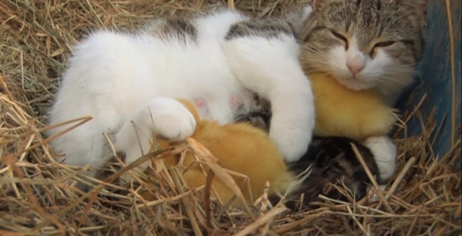 Cat Adopts And Nurses Adorable Baby Ducklings - The Dodo