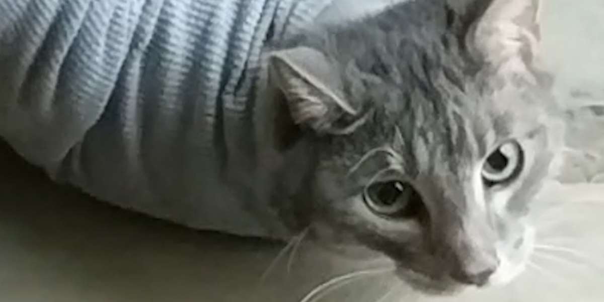 Cats Who've Made A Huge Mistake - Videos - The Dodo