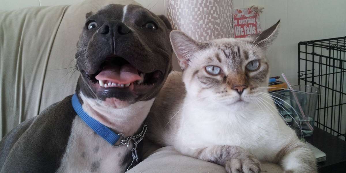 11 Pit Bulls Who Love The Cat More Than You - The Dodo