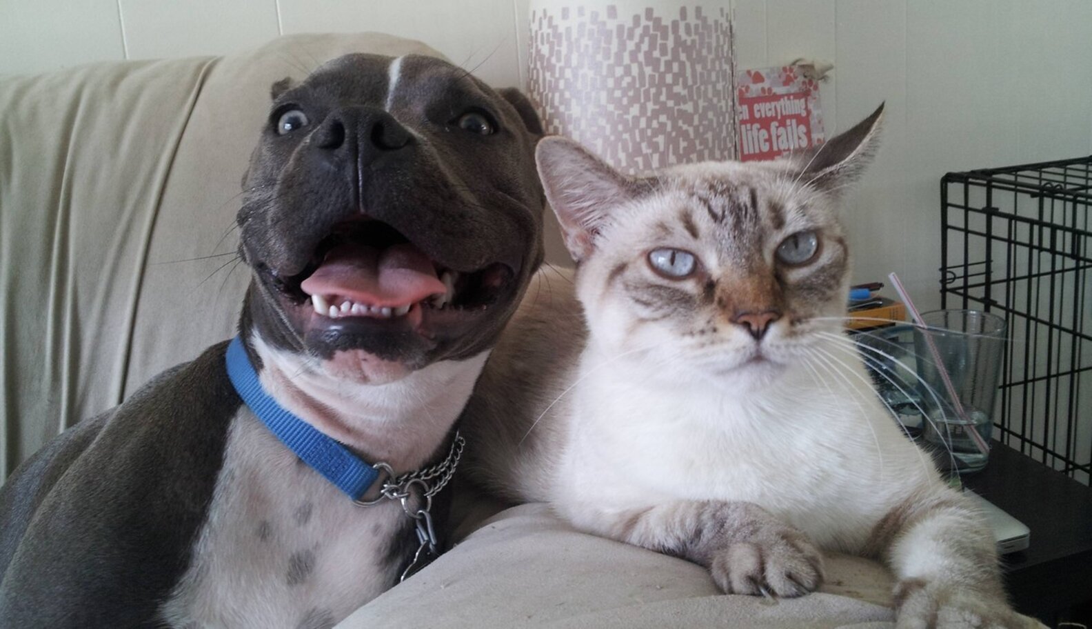 11 Pit Bulls Who Love The Cat More Than You - The Dodo