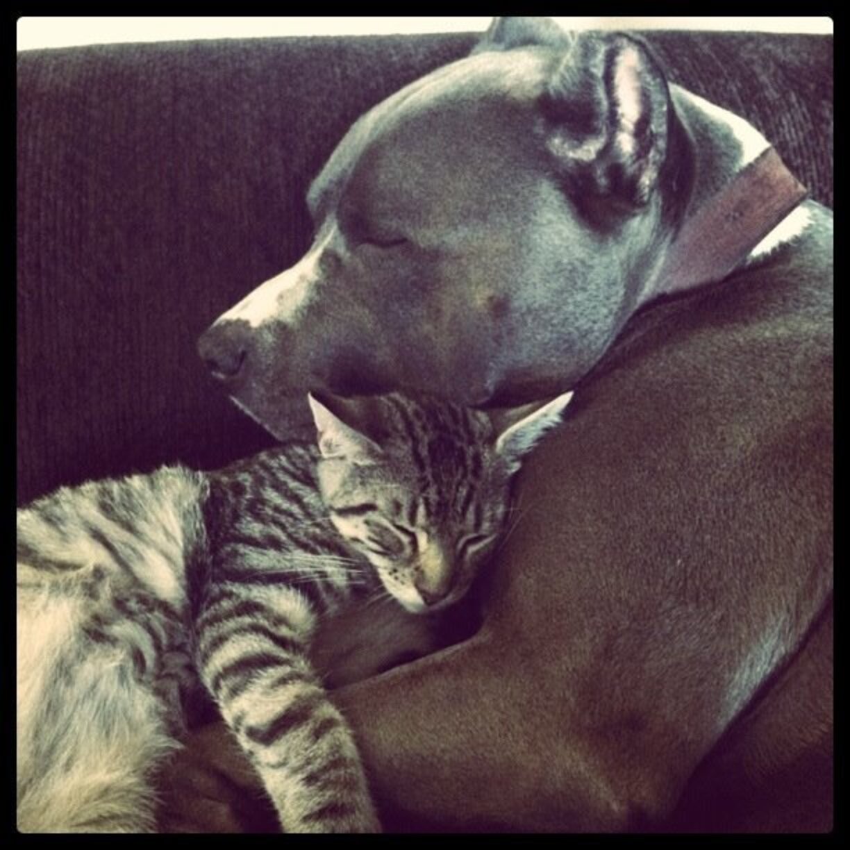 11 Pit Bulls Who Love The Cat More Than You - The Dodo