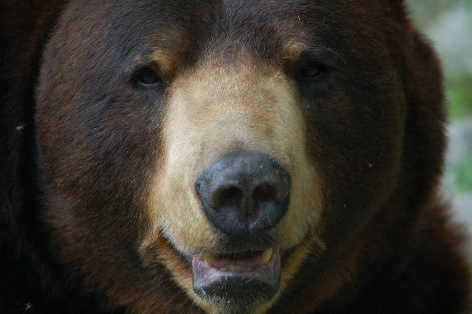 Three Brothers Haven’t Left Each Other’s Side For 15 Years - The Dodo
