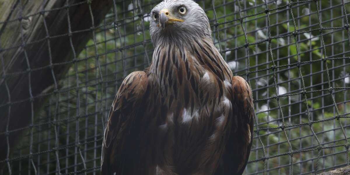 Nasty Crash And Damaged Feathers Can’t Stop Bird From Flying Again ...