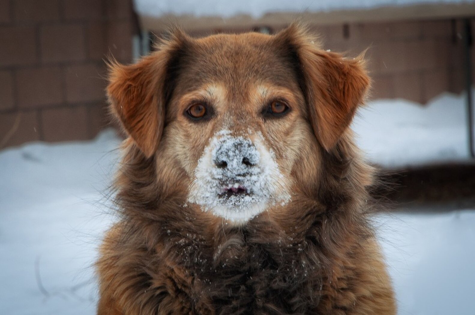 Snow Dogs! Show Us Your Animals Enjoying The Snow - The Dodo