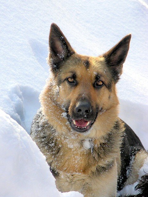 Snow Dogs! Show Us Your Animals Enjoying The Snow - The Dodo