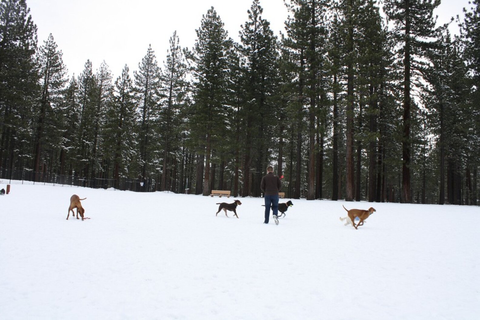 Snow Dogs! Show Us Your Animals Enjoying The Snow - The Dodo