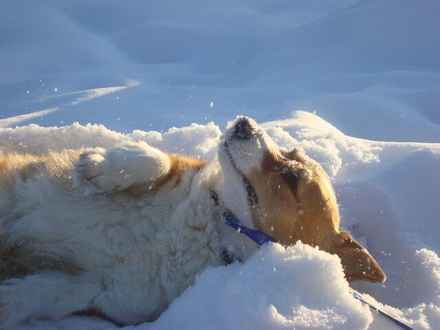 Snow Dogs! Show Us Your Animals Enjoying The Snow - The Dodo