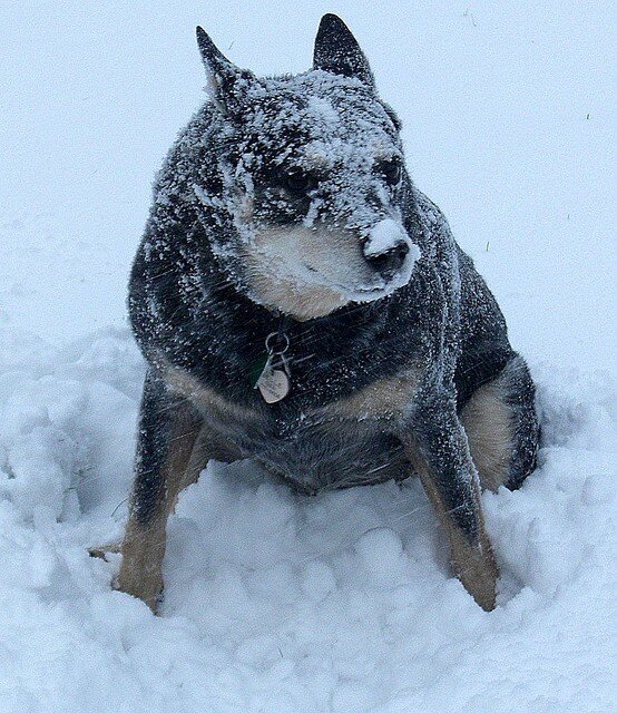Snow Dogs! Show Us Your Animals Enjoying The Snow - The Dodo