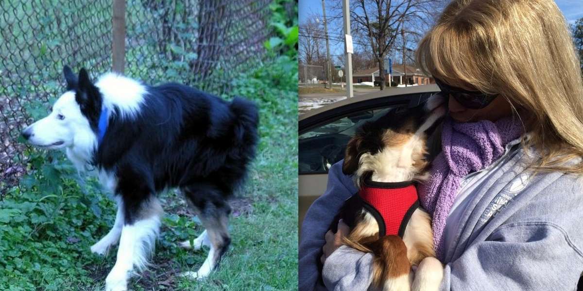 There Are Only 14 Of These Dogs In The World, And She's Loved 2 Of Them ...