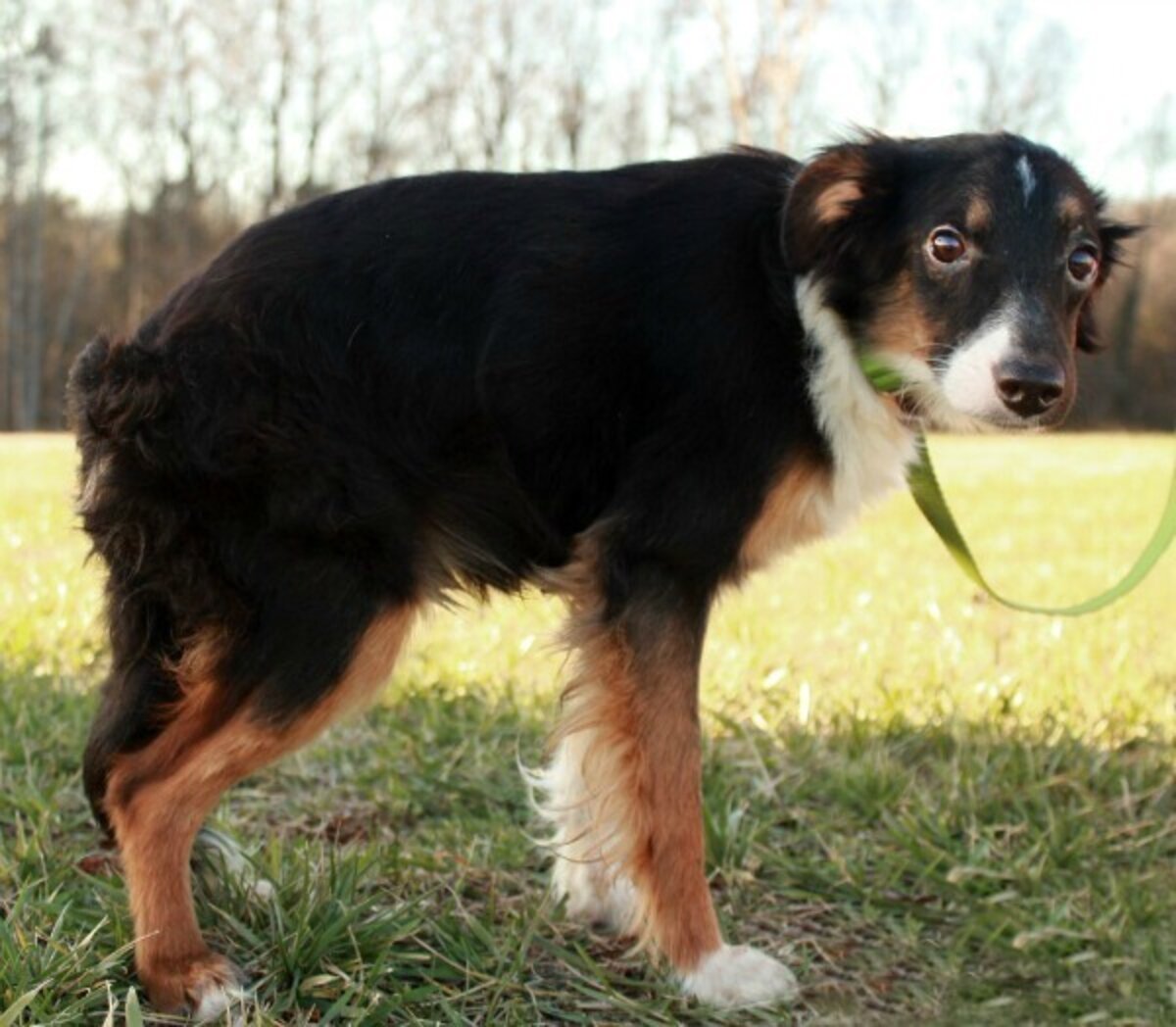 There Are Only 14 Of These Dogs In The World, And She's Loved 2 Of Them ...