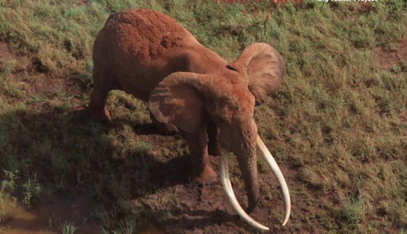The Killing Of Satao Still Overwhelms Us With Grief - The Dodo