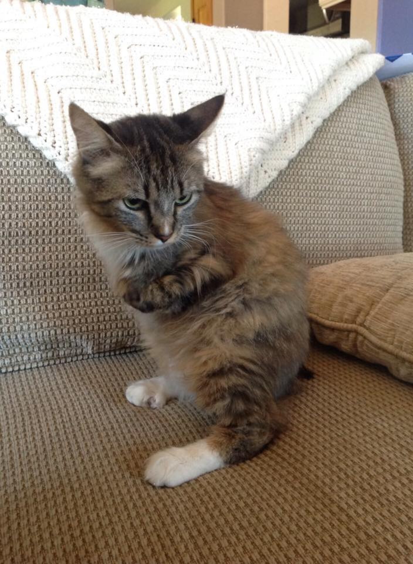 Cat With Only Two Legs Plays And Sleeps In The Cutest Ways - The Dodo