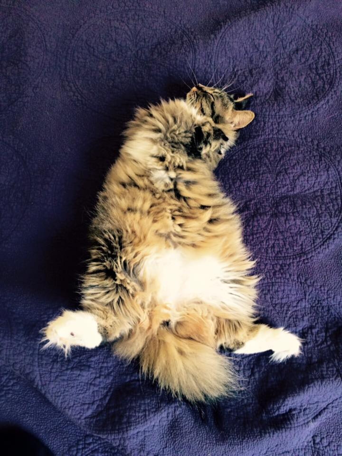 Cat With Only Two Legs Plays And Sleeps In The Cutest Ways - The Dodo