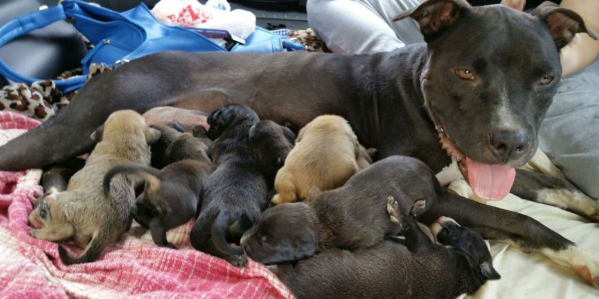 Your 'Puppy Experience' Is Killing More Animals - The Dodo