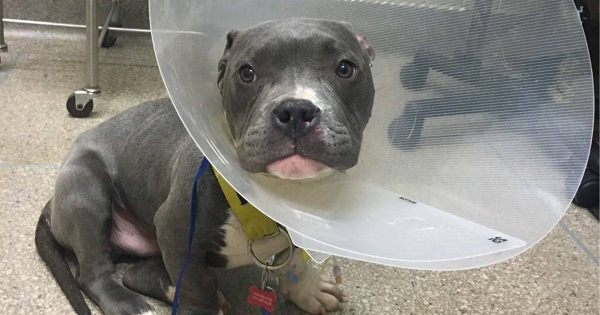 Woman Rushes To Shelter On New Year's Day To Save This Brave Little Dog ...