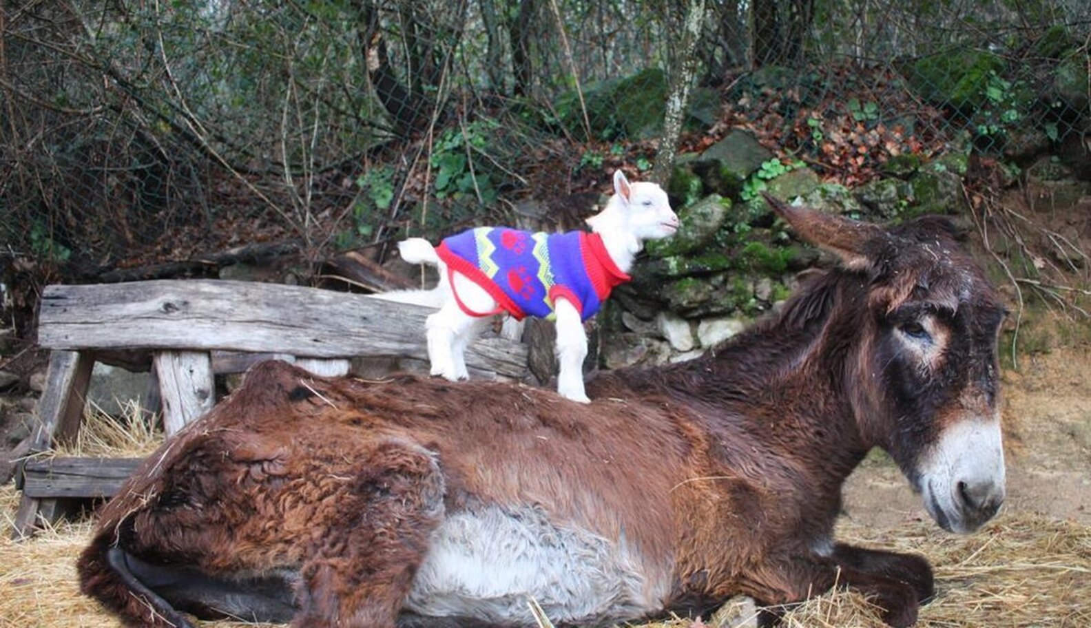 Tiniest Goat Is Snuggling Up To EVERYONE At His New Home - The Dodo