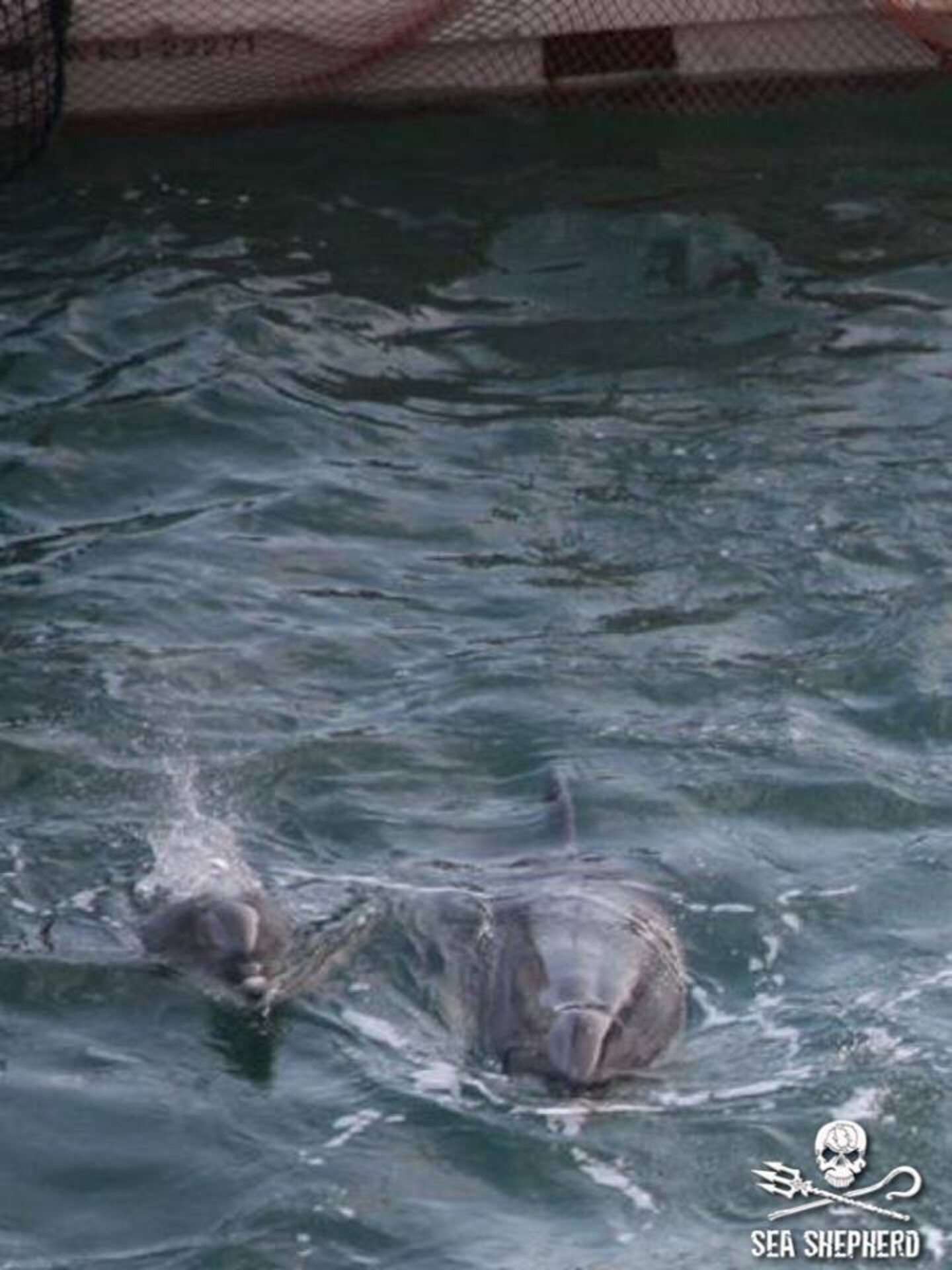 Dolphin Escapes From Infamous Hunt — But Refuses To Leave His Family ...