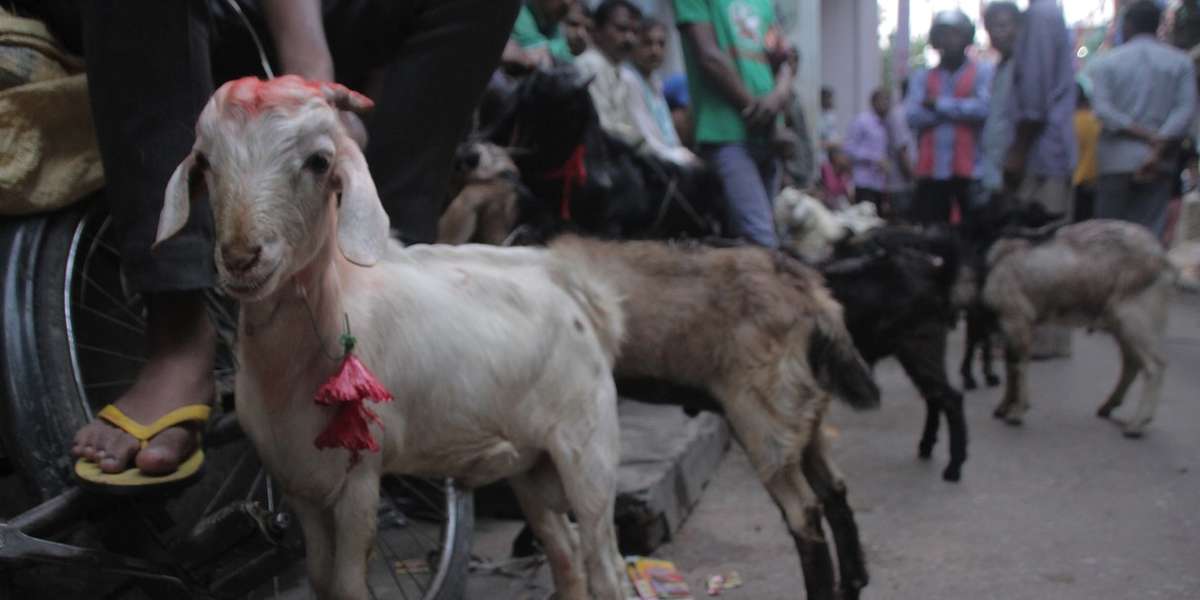 Countless Animals Sacrificed For Bloody 'Tradition' But We Can Stop It ...