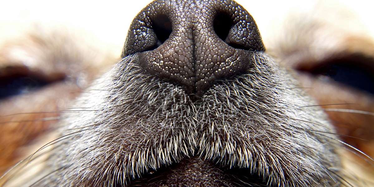 Your Dog Loves Smelling You More Than You Realize - The Dodo